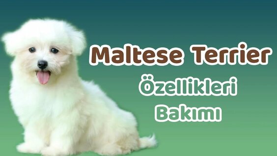 maltese terrier: 920 video Yandex'te bulundu