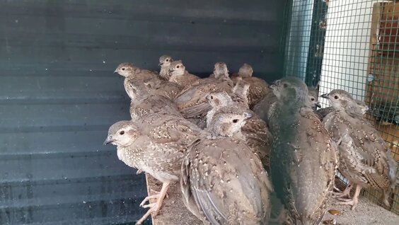 kınalı keklik resimleri: 766 video Yandex'te bulundu