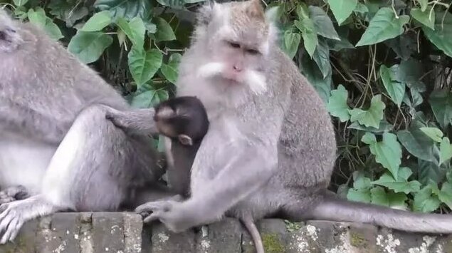 Jeritan Dodo yang tak mendapatkan susu [Dodo monyet kecil tangguh dan ...