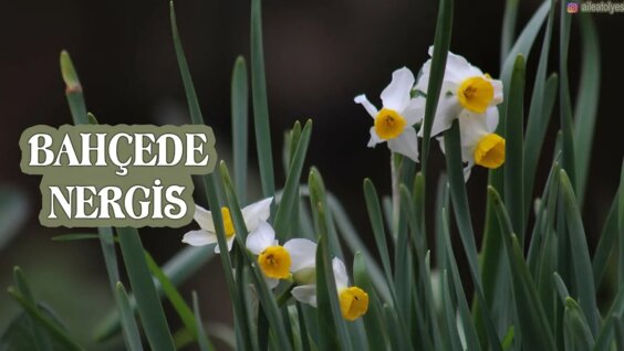 nergiz çiçeği resimleri: 76 video Yandex'te bulundu