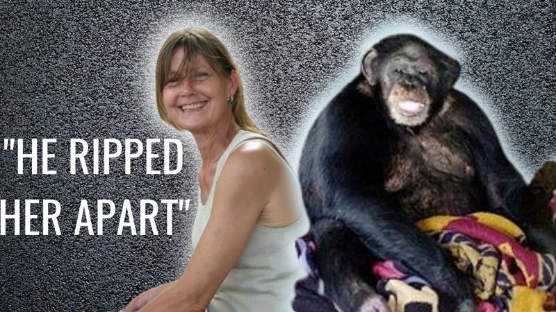 Chilling 911 Call: The Full Story of the 2009 Chimp Attack | Travis the ...