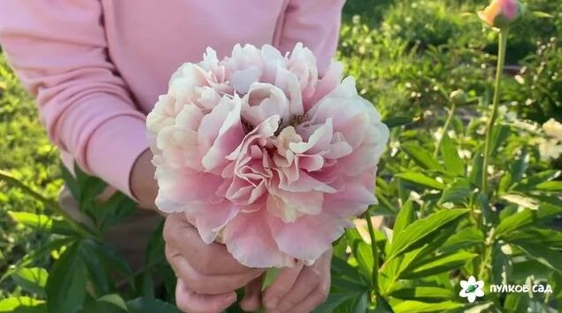 Triphena Parkin peony. Трифена Паркин пион. Пулков сад - Смотреть ...