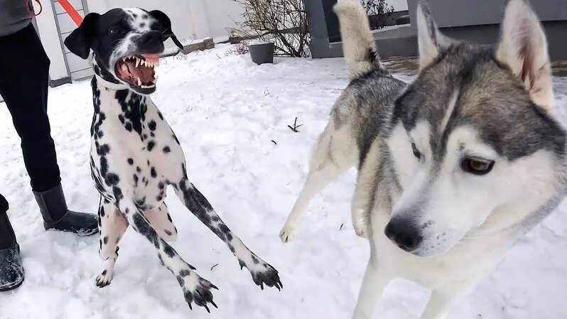 Не для слабонервных! Далматинец Против Хаски — Видео от Мишаня ...