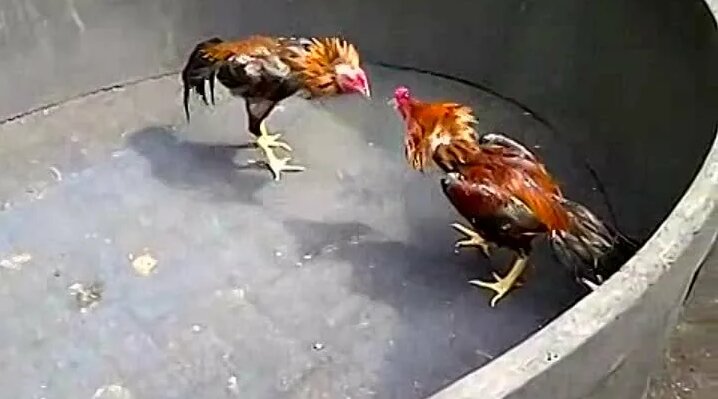 Dakan jangi. - Смотреть онлайн в поиске Яндекса по Видео