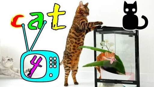 Mur Cat vs Bro cat | SAVI - Yandex Video aramada çevrimiçi izle