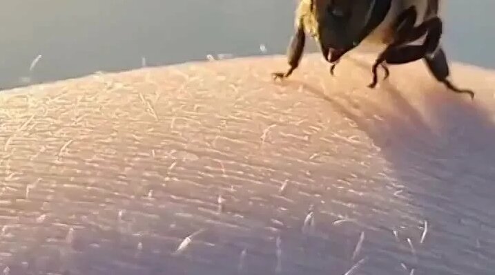 asal ari - Смотреть онлайн в поиске Яндекса по Видео