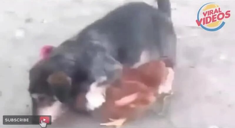OMG - ___ Dogs mating with other animals_ Ca(480P).mp4 — Видео от လဲ ဗ ...