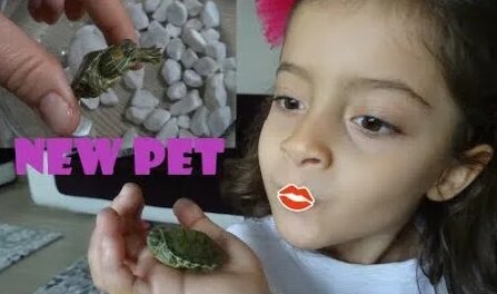 yavru kaplumbağa: 592 video Yandex'te bulundu