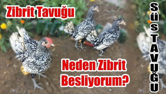 zibrit tavuk: 932 video Yandex'te bulundu