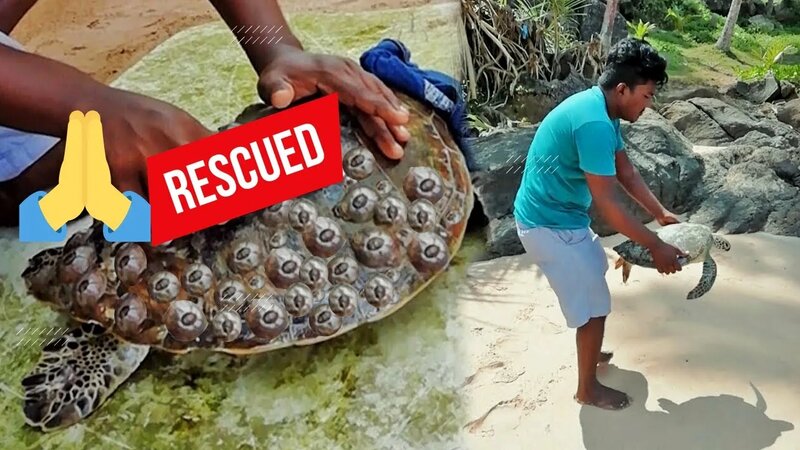 Rescue Sea Turtle, Removing Barnacles From Poor Sea Turtle [Animals ...