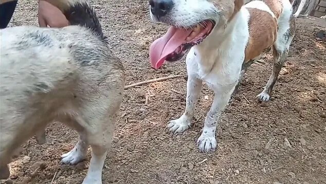 Success Dogs Mating Great Job! Amazing Speed Boom Boom Dog meeting ...