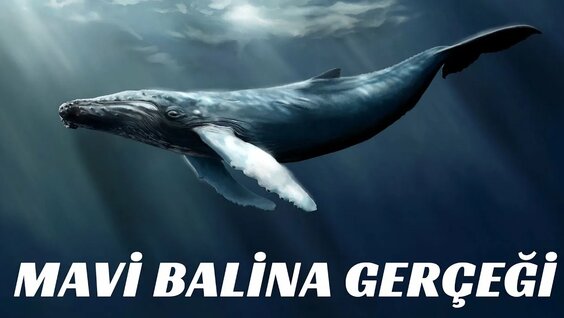 mavi balina oyunu: 810 video Yandex'te bulundu