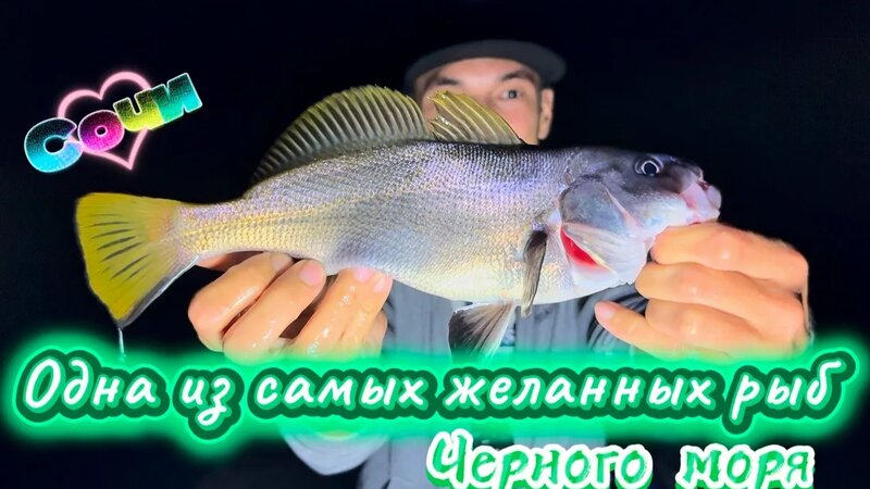 Ночной Хищник Чёрного моря атакует у камней! Рыбалка в Сочи #fishing # ...