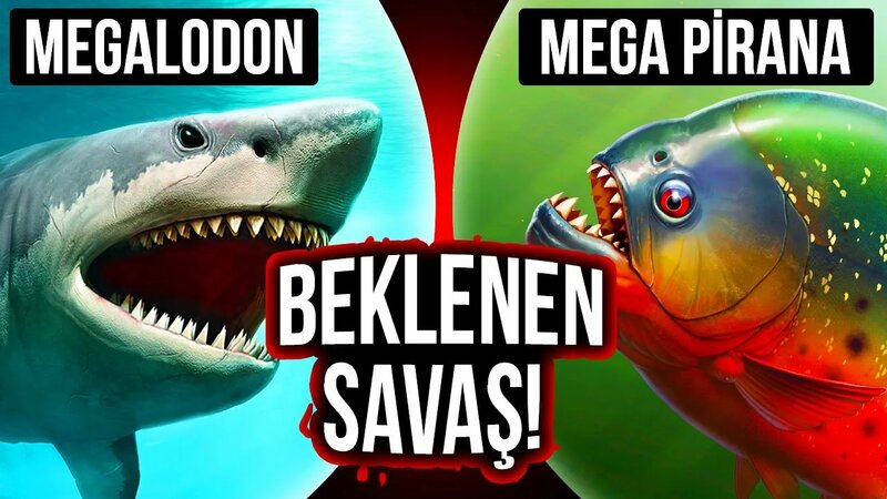 Megalodon ile Mega Pirana Karşı Karşıya Gelseydi - Yandex Video aramada ...