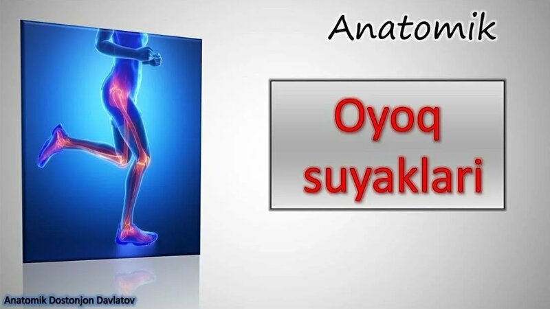 Oyoq suyaklari. Сhanoq suyagi Os coxae. Son suyagi Femur. Katta va ...