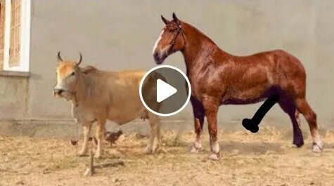Horse Mating Video | Horse Breeding Awsome Animal Meeting #horsemating ...