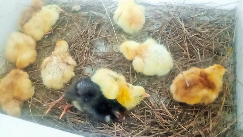 are chicks sleeping ? | Sleeping New born baby chicks | HoW chicks ...