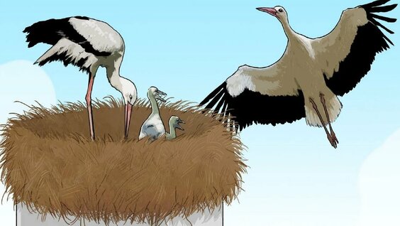 leylek boyama resimleri: 99 video Yandex'te bulundu