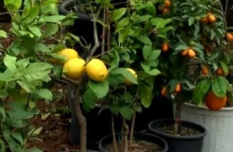 limon bahçesi: 901 video Yandex'te bulundu