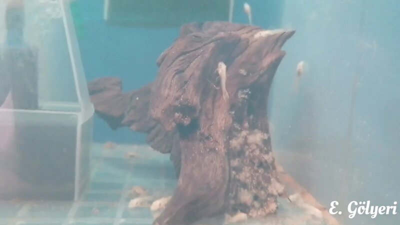 L144 Tül Kuyruk Vatoz yavruları gün gün gelişimleri - Yandex Video ...