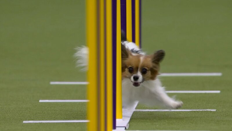 Gabby the Papillon wins the 8" class in the Masters Agility ...