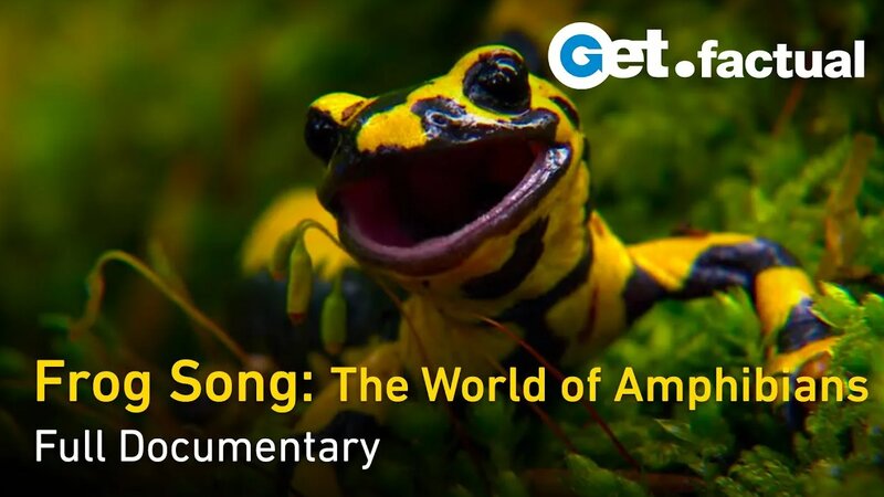 Frog Song: The World of Amphibians - Full Documentary - Смотреть онлайн ...
