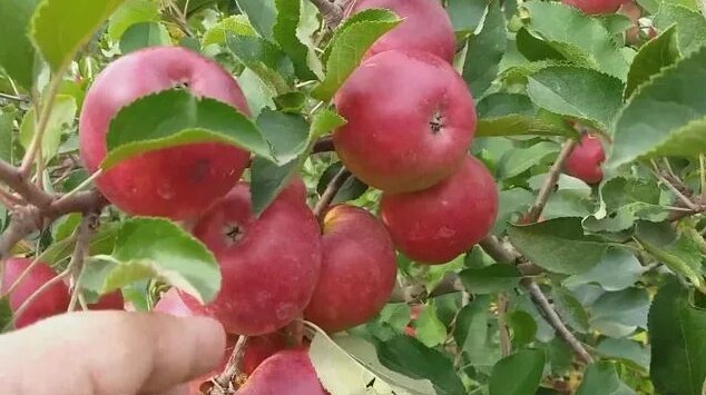 Яблоня сорт зимний Райка (apple Rajka). Перспективный сорт. Обзор ...