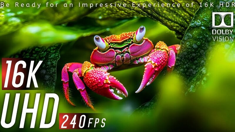 16K Video Ultra HD 240 FPS | Best of Dolby Vision (16K Video) - Watch online in Yandex video search