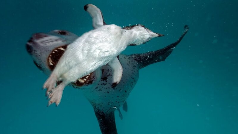 SEA Leopard - the most dangerous pinniped! The spotted predator went ...
