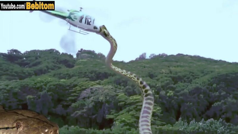 Eng katta ilonlar TOP-5 ilon turlari - Yandex Video aramada çevrimiçi izle