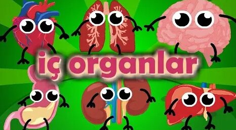 İç Organlarımız | Okul Öncesi Eğitici Animasyon | Vücudumuz Şarkısı ...