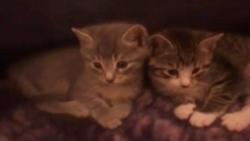 1 Boy 2 Kittens (REAL Footage) - Yandex Video aramada çevrimiçi izle