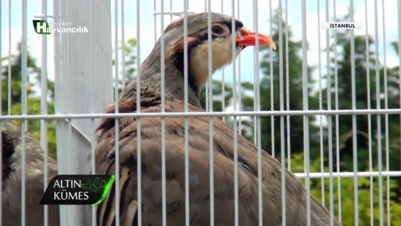 kınalı keklik resimleri: 766 video Yandex'te bulundu