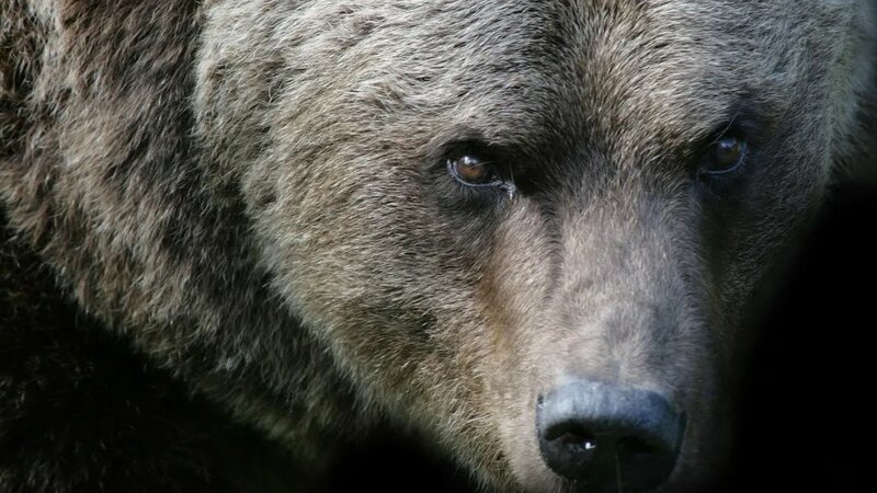 Surviving Bear & Wolf Attacks | Human Prey Part 2 - Yandex Video ...