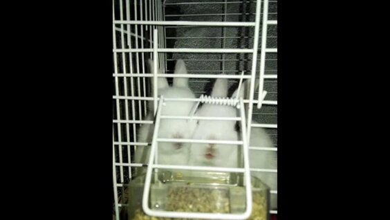 en tatlı yavru tavşan resimleri: 873 video Yandex'te bulundu