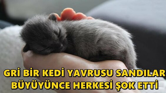 gri yavru kediler: 909 video Yandex'te bulundu