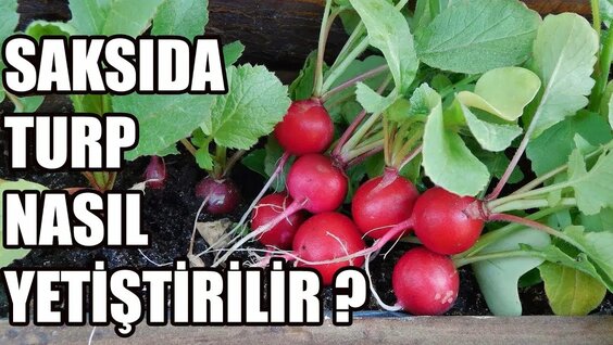 turp resimleri: 844 video Yandex'te bulundu