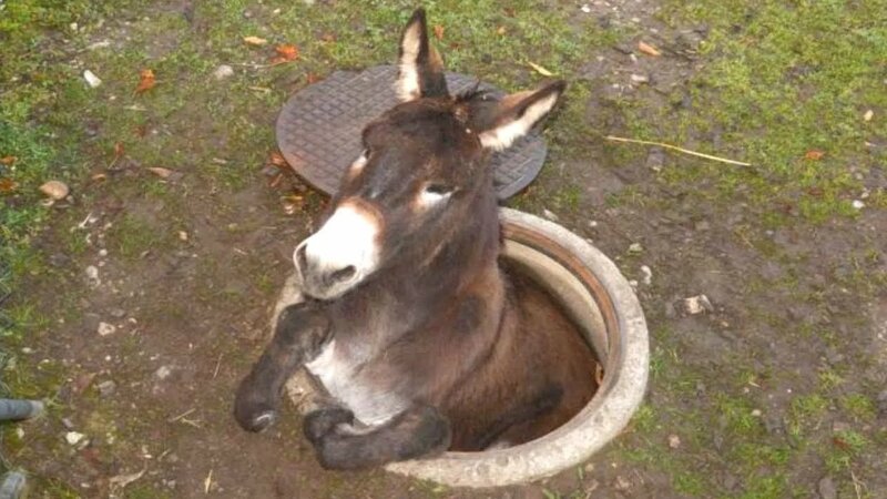 Donkey - A Funny Donkey Videos Compilation || Pets And Animals