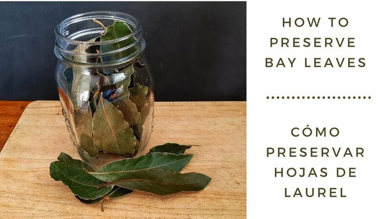 How to preserve bay leaves - Cómo preservar hojas de laurel - Смотреть ...