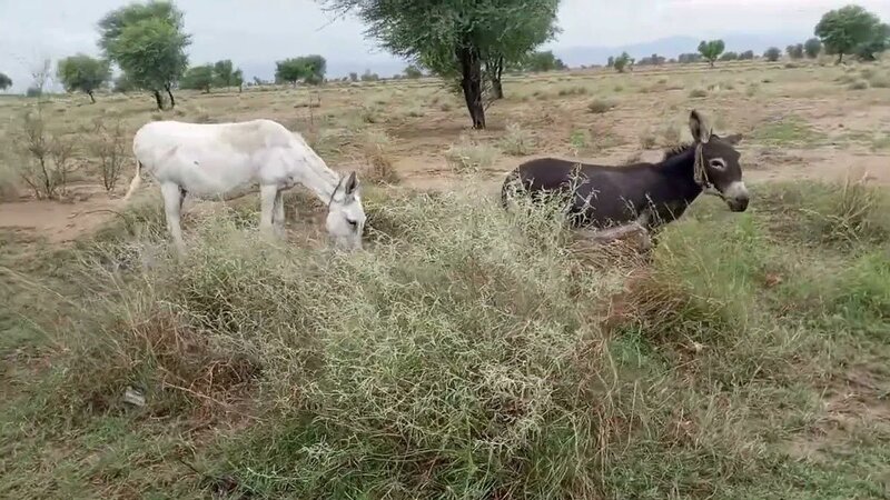 Donkey Breeding: Male and Female Mating Guide - Yandex Video aramada ...
