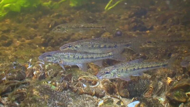 Minner. What the fish are silent about. 48 - Смотреть онлайн в поиске ...