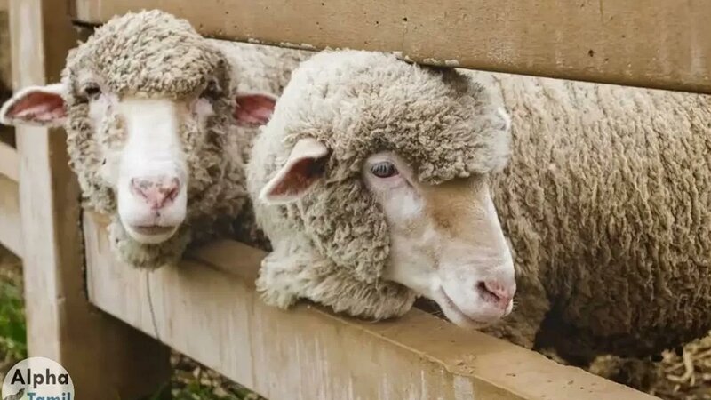 Sheep sound effect | Sheep sound for Kids | Sheep sound for babies ...