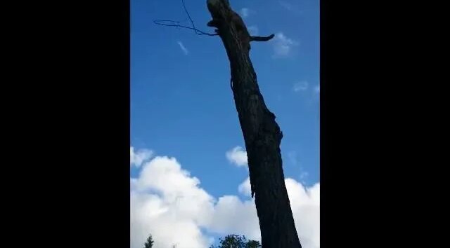 My cat climbing a tree (Shura) - Смотреть онлайн в поиске Яндекса по Видео