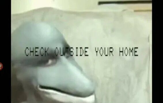 Dolphin muzzle - Смотреть онлайн в поиске Яндекса по Видео