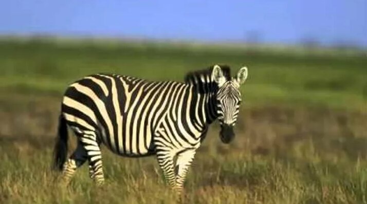 Sound zebra, zebra neighing, scream zebra | Звук зебры, ржание зебры ...