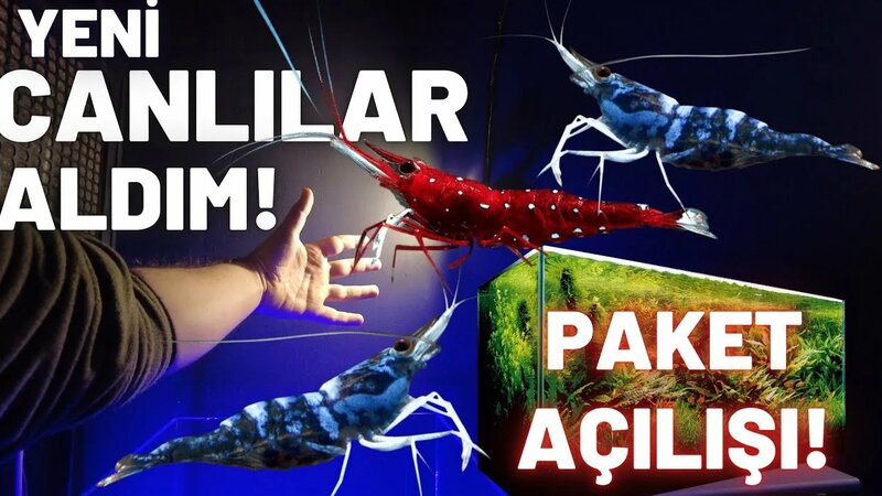 Akvaryuma YENİ Canlilar Aldim! ÇOK Güzeller! Canli Paket Açilişi! # ...