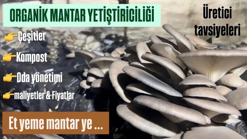 Mantar Yetiştiriciliği TÜM Detaylar / Kestane Kültür İstiridye Mantari ...