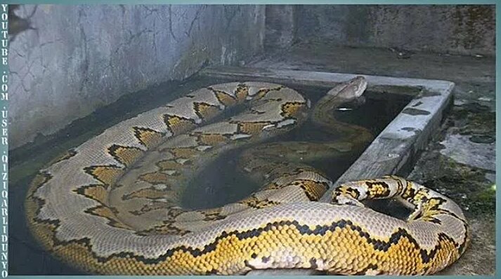 Zaxarli ilonlar - Смотреть онлайн в поиске Яндекса по Видео