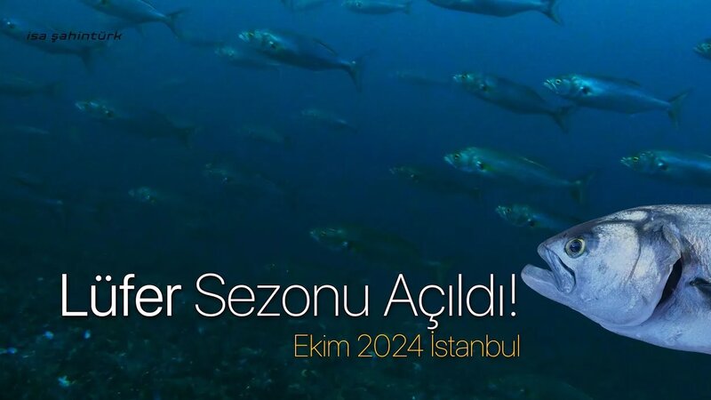 Bluefish Season Has Started! Bosphorus, October 2024 - Yandex Video ...