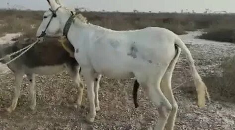 donkey mating 19 | horse mating | horse breeding | donkey breeding ...